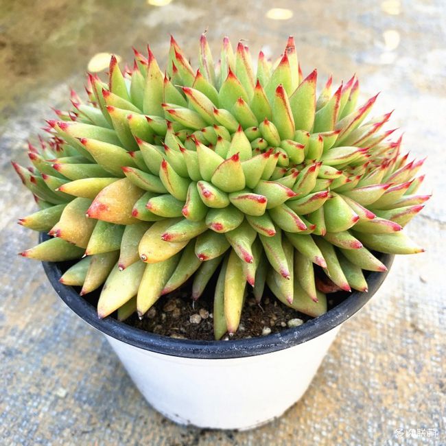 Real Live Succulent Cactus Plant : Echeveria agavoides 'Ebony Cristata – Succulent Zone