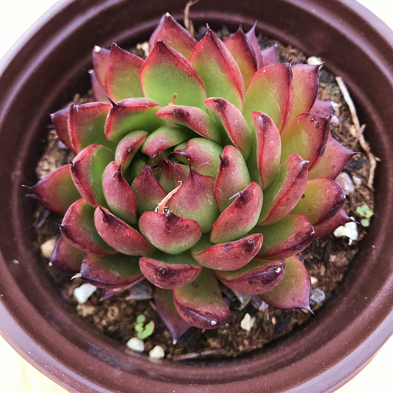 Real Live Succulent Cactus Plant : Echeveria agavoides Prolifera – Succulent Zone