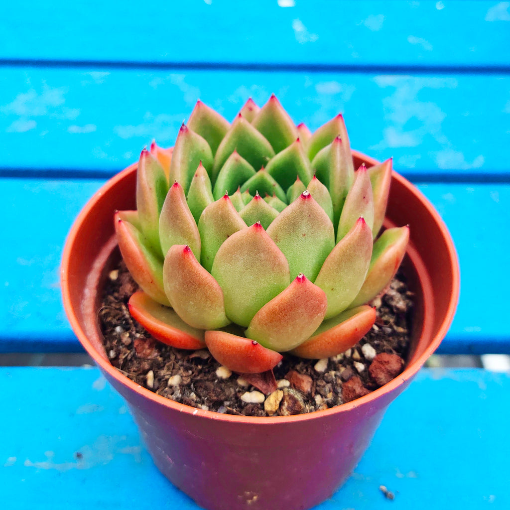 Real Live Succulent Cactus Plant : Echeveria 'nanacan' – Succulent Zone