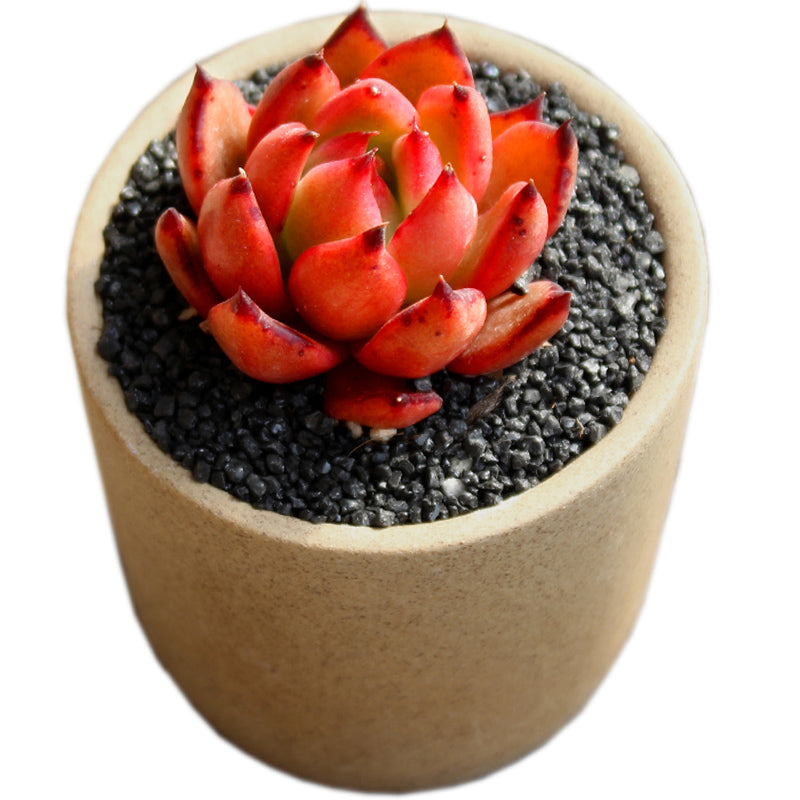 Real Live Succulent Cactus Plant : Echeveria agavoides Frank Reinelt – Succulent Zone