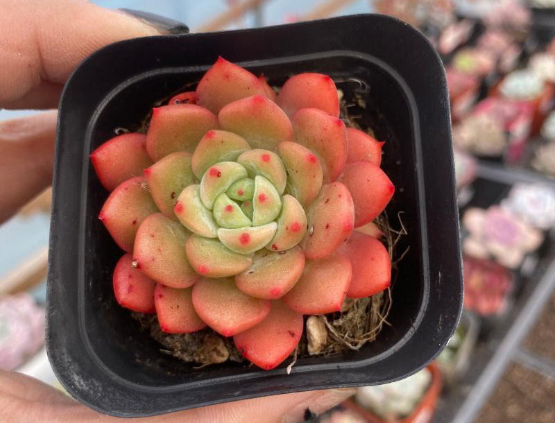 Real Live Succulent Cactus Plant : Echeveria 'Green Apple' – Succulent Zone