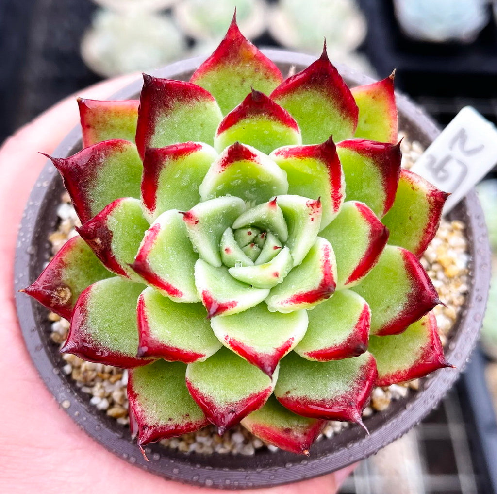 Real Live Succulent Cactus Plant : Echeveria Agavoides Halloween – Succulent Zone