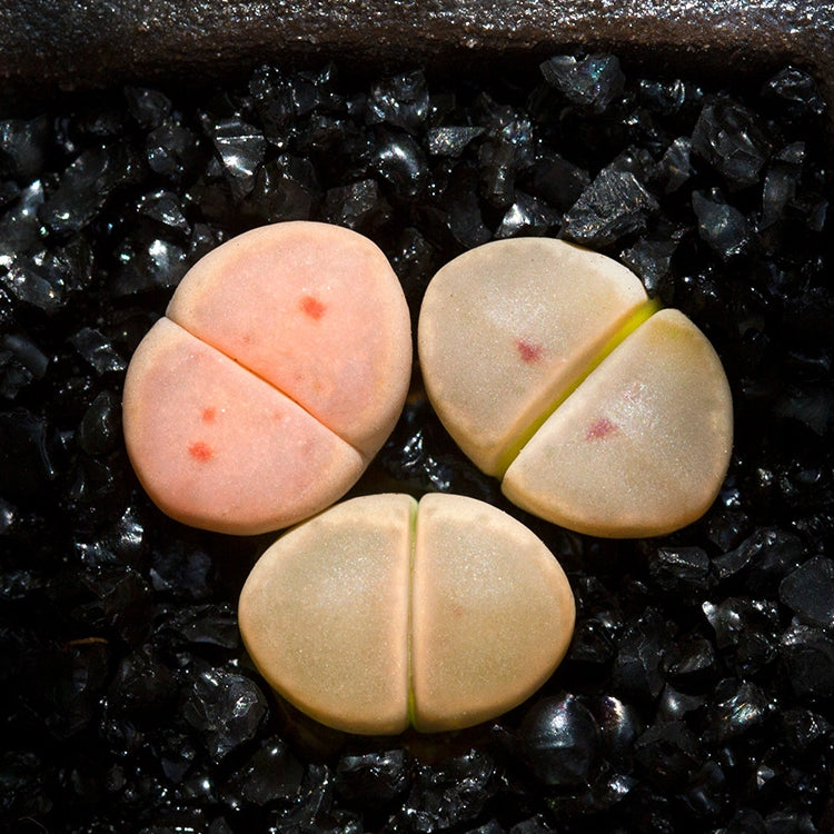 Lithops dinteri var. brevis (L. Bolus) B. Fearn : Real Live Succulent – Succulent Zone