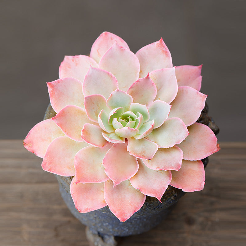 How to Care for and Cultivate Echeveria Pinky – Succulent Zone