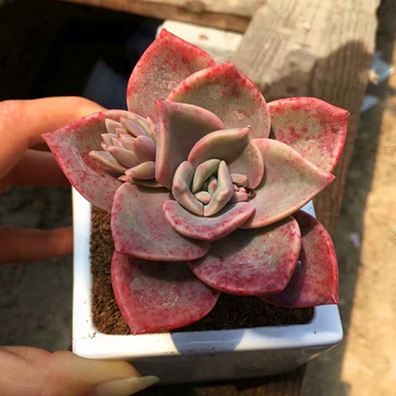 How to Care for and Cultivate x Graptoveria Albert Baynes – Succulent Zone