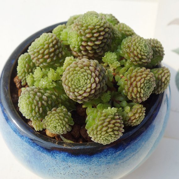 How to Care for and Cultivate Monanthes polyphylla – Succulent Zone