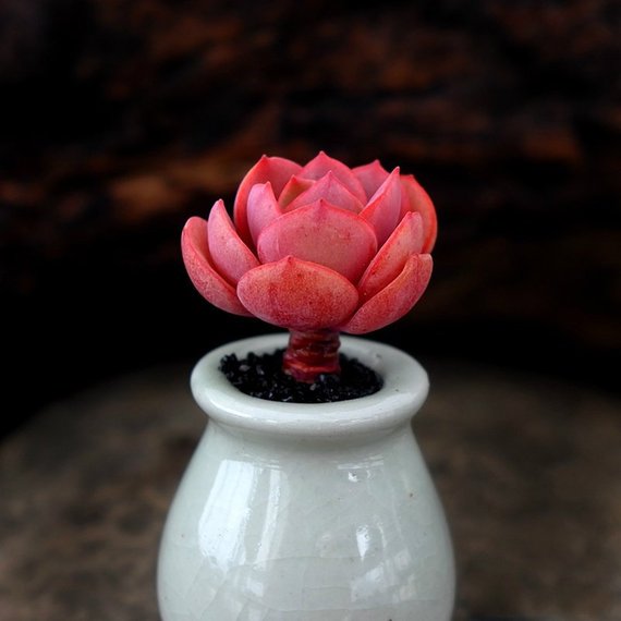 How to Care for and Cultivate Echeveria Sunyan – Succulent Zone