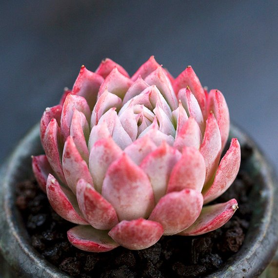 How to Care for and Cultivate Echeveria Violet Queen – Succulent Zone