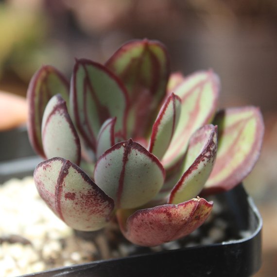 How to Care for and Cultivate Echeveria nodulosa MARUBA – Succulent Zone