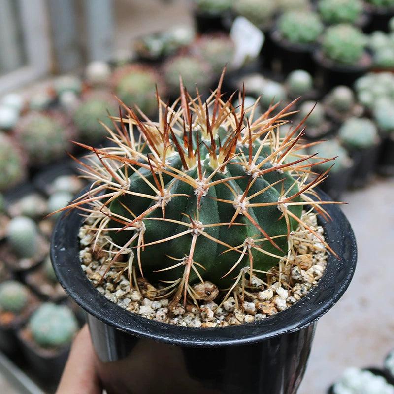Melocactus intortus (P. Miller) Urban : Real Live Succulent Cactus Pla ...