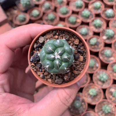 Coryphantha elephantidens 'Inermis' : Real Live Succulent Cactus Plant ...