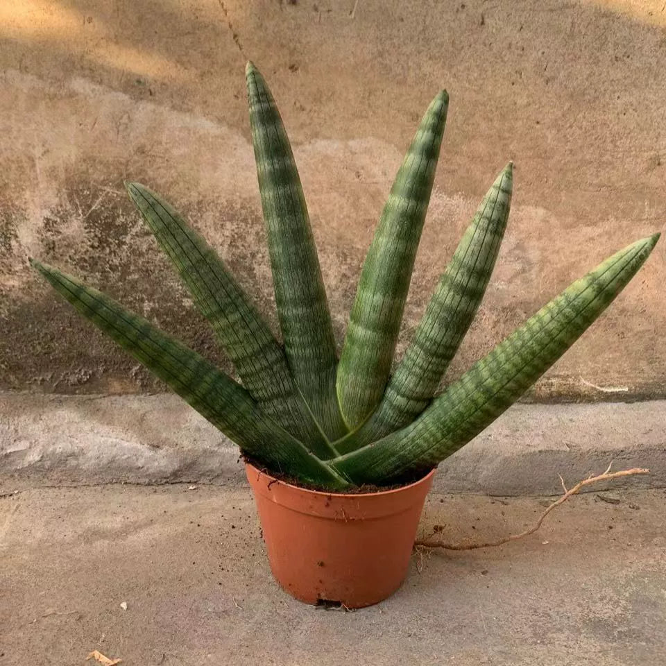 Sansevieria cylindrica Bojer ex Hook 'Boncel' : Real Live Succulent Ca ...