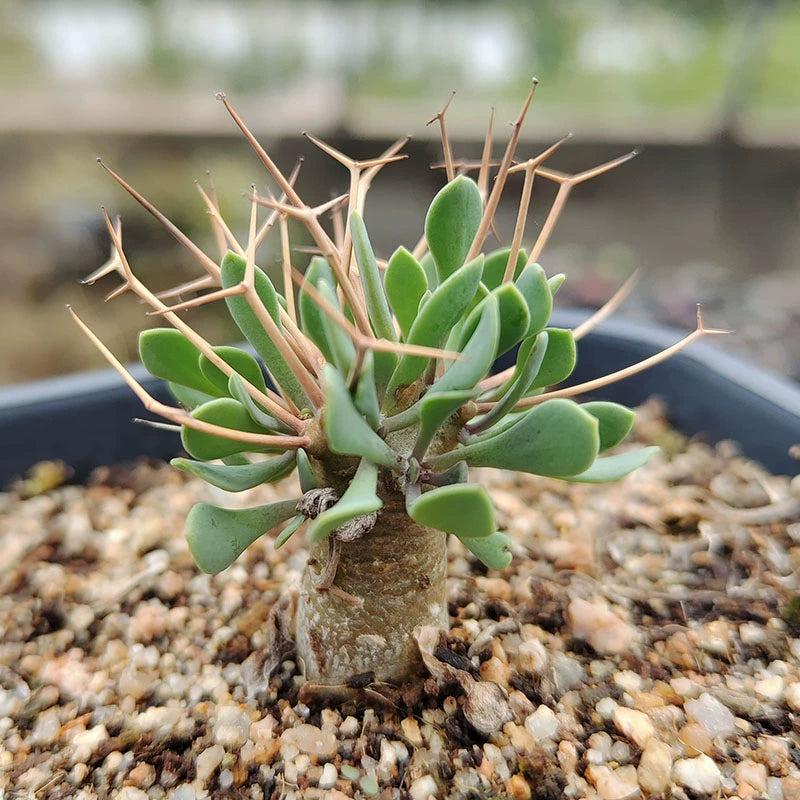 Othonna euphorbioides Hutch. : Real Live Succulent Cactus Plant ...