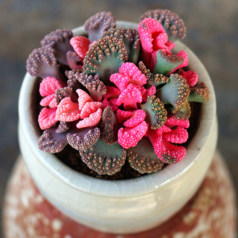 Aloinopsis luckhoffii (L. Bolus) : Real Live Succulent Cactus Plant ...