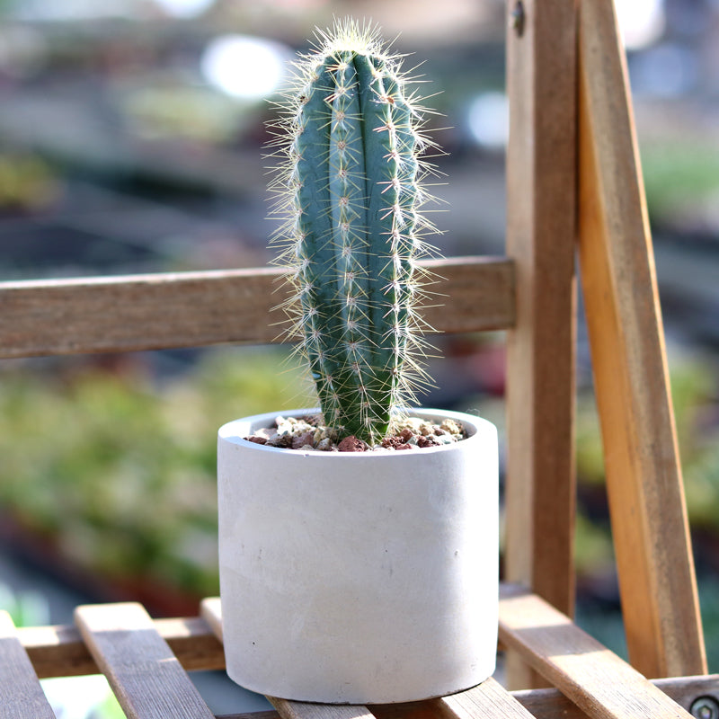Real Live Succulent Cactus Plant : Pilosocereus Pachycladus – Succulent ...
