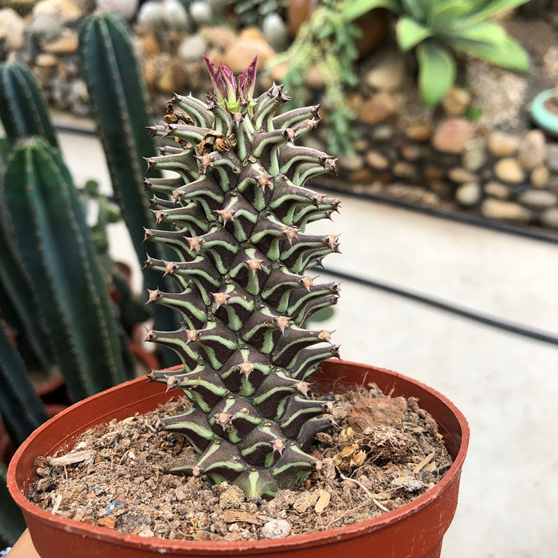 Real Live Succulent Cactus Plant : Monadenium Guentheri – Succulent Zone