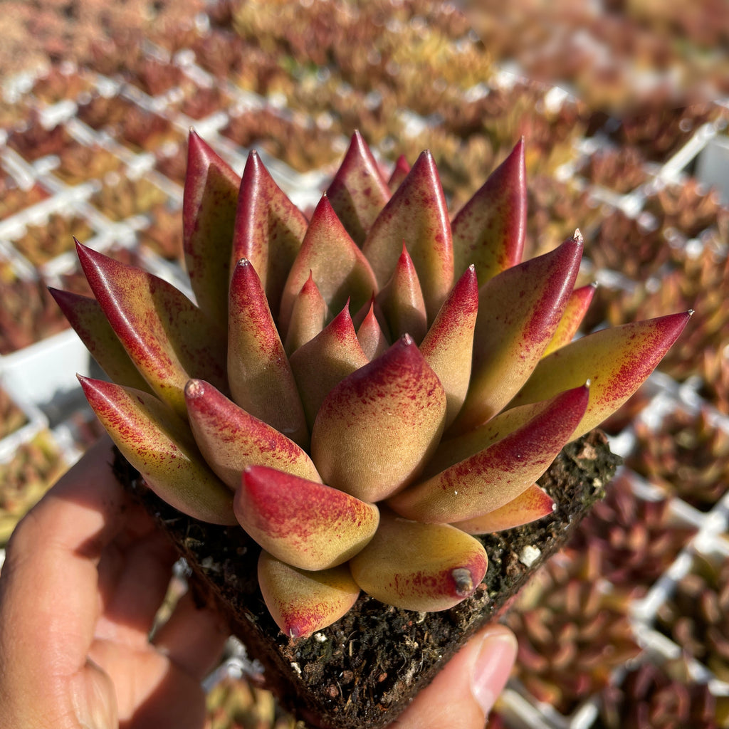 Real Live Succulent Cactus Plant : Echeveria 'Psyche' – Succulent Zone