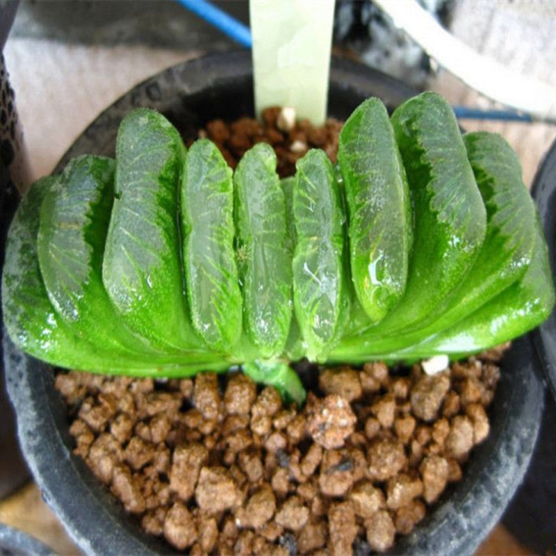 Haworthia truncata 'Sei' : Real Live Succulent Cactus Plant – Succulent ...