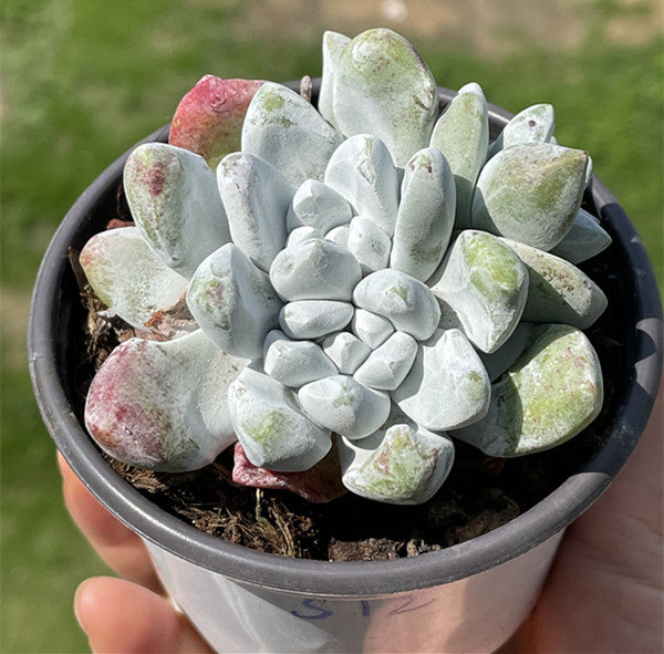 Dudleya formosa Moran : Real Live Succulent Cactus Plant – Succulent Zone