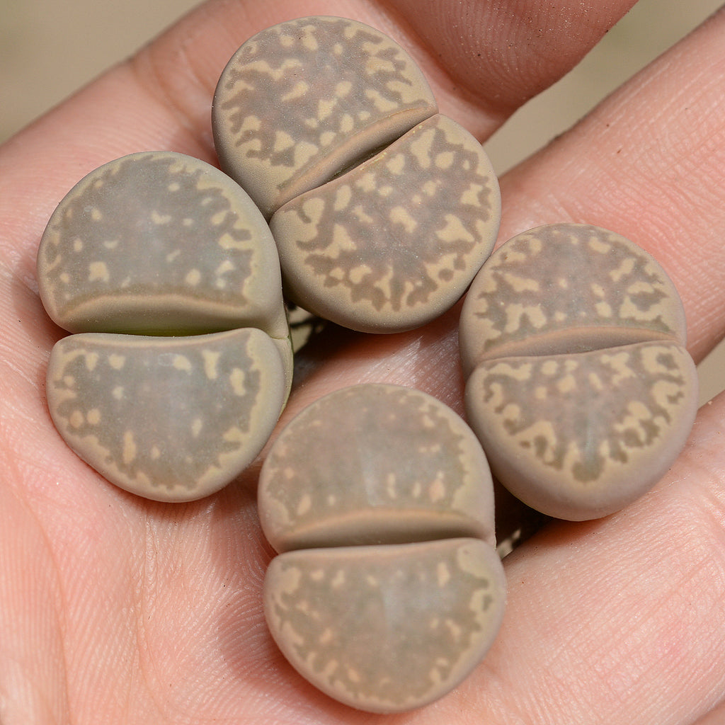 Lithops marmorata : Real Live Succulent Lithops Pseudotruncatella Plan ...