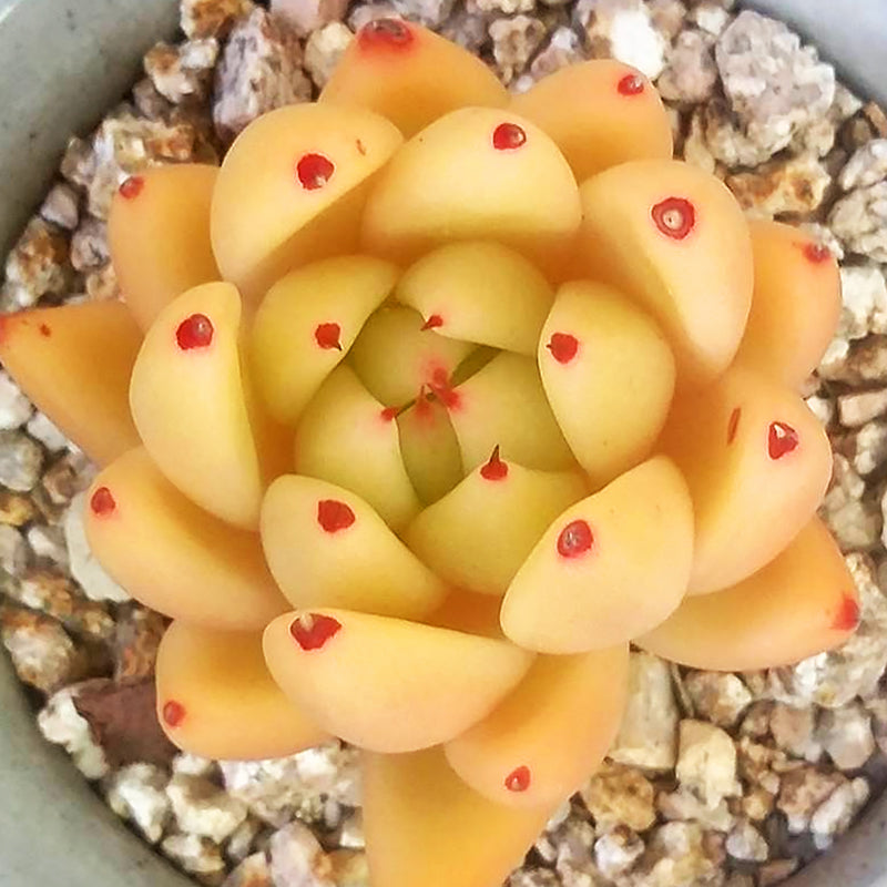 Real Live Succulent Cactus Plant : Echeveria agavoides 'Wax Aurea' – Succulent Zone