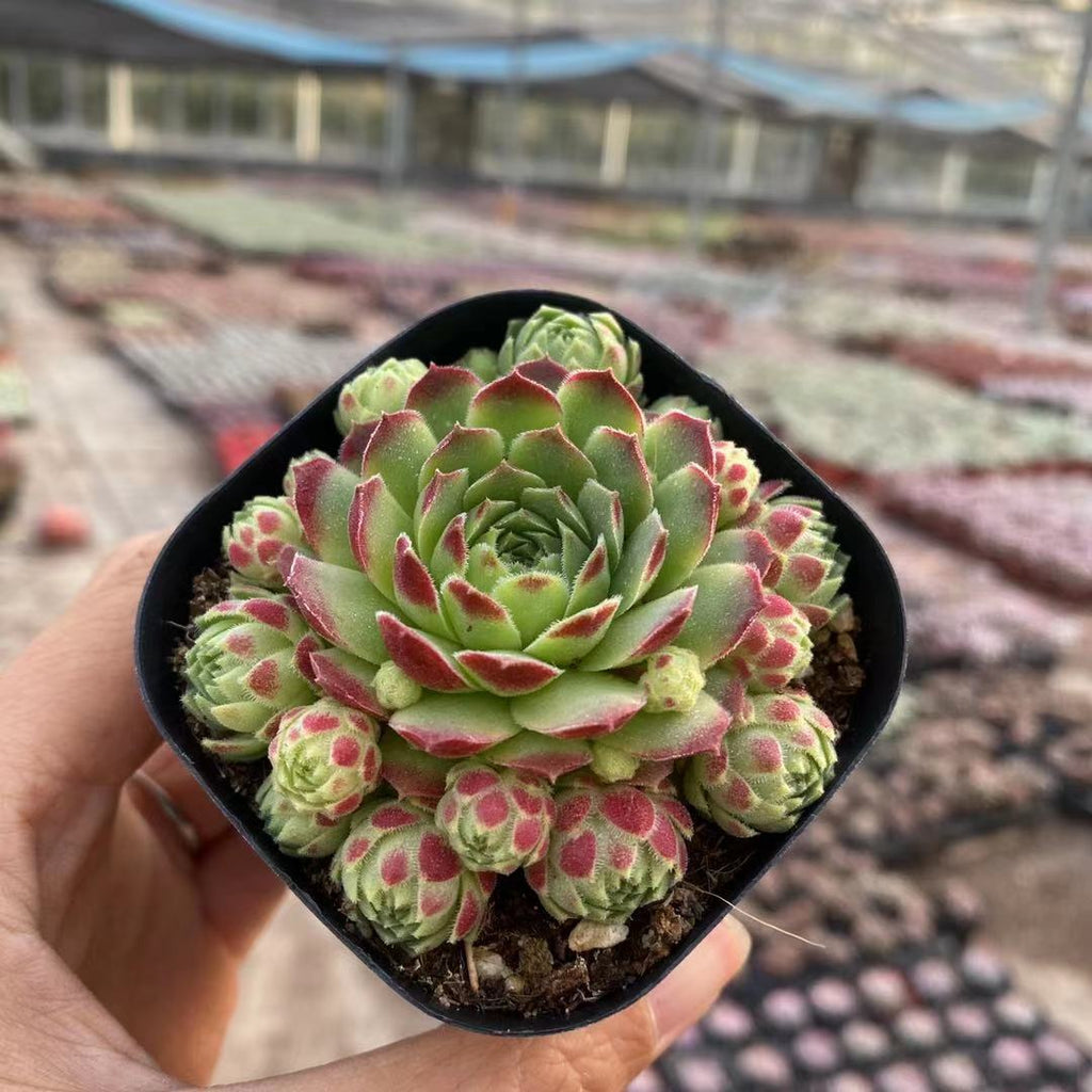 Sempervivum 'Edward Balls' : Real Live Succulent Cactus Plant ...