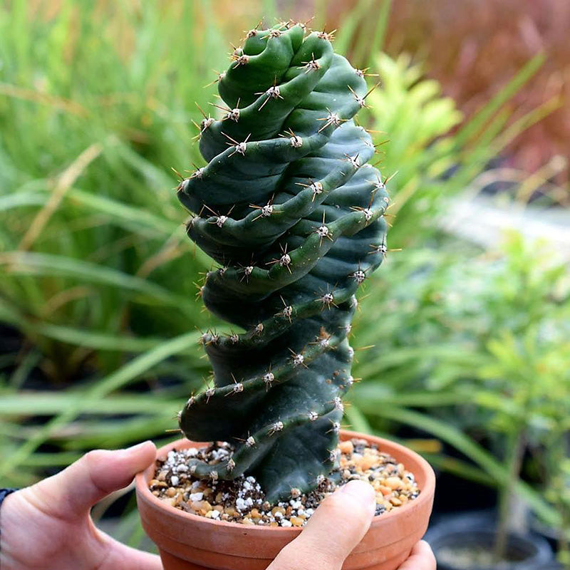 Real Live Succulent Cactus Plant : Cereus forbesii 'Spiralis ...