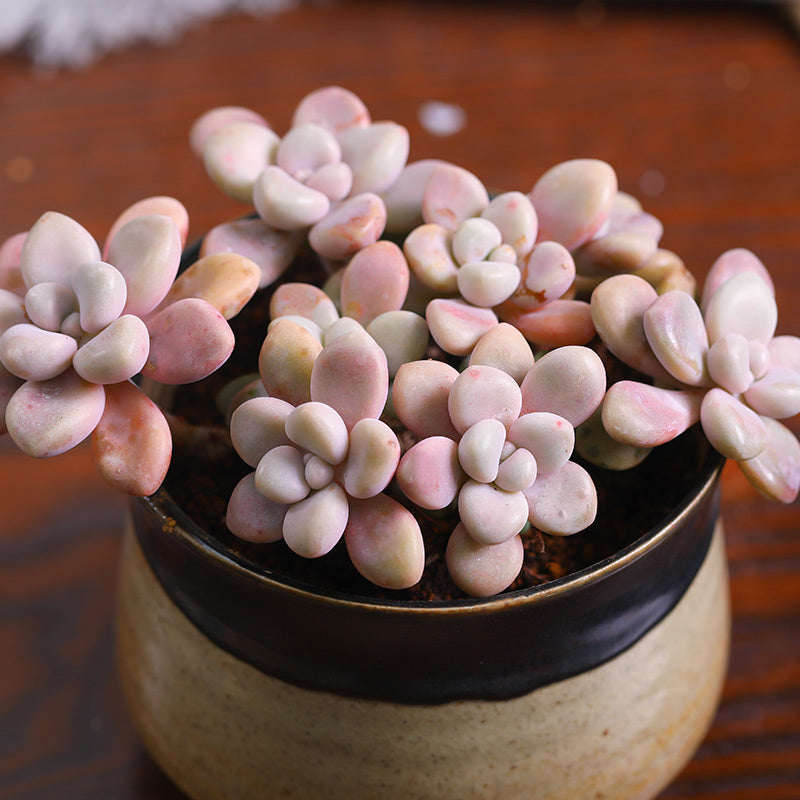 Real Live Succulent Cactus Plant : Graptopetalum sp('Ellen') Cluster ...