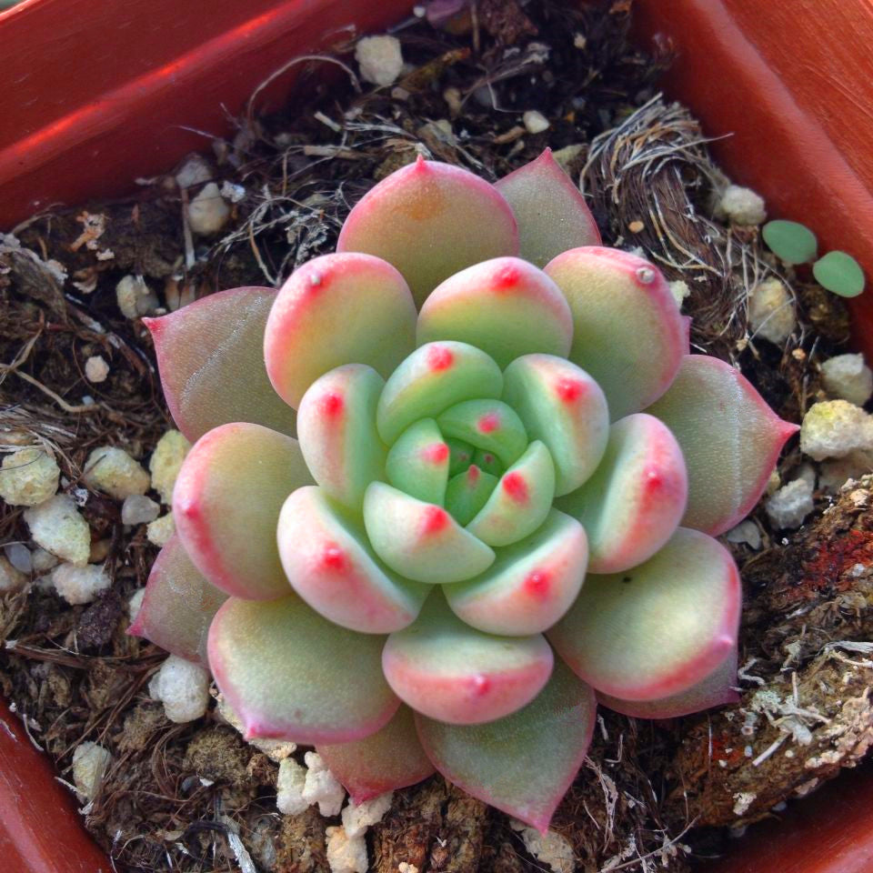 Real Live Succulent Cactus Plant : Echeveria 'Scarletta' – Succulent Zone