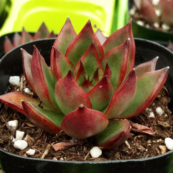 Real Live Succulent Cactus Plant : Echeveria agavoides – Succulent Zone