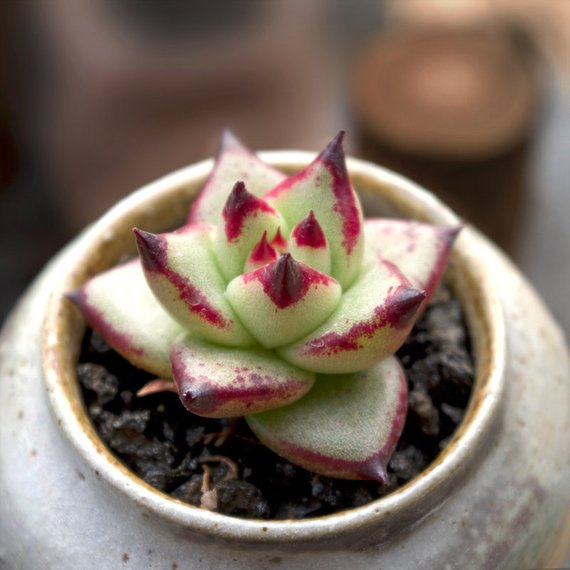 Real Live Succulent Cactus Plant : Echeveria agavoides 'Ebony' – Succulent Zone