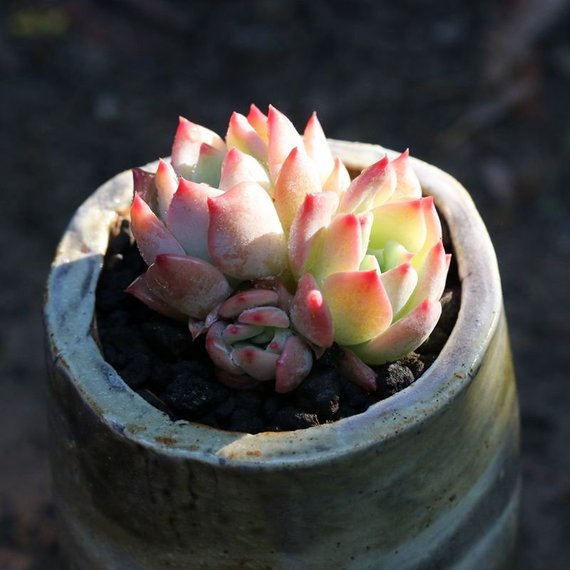 Real Live Succulent Cactus Plant : 'AK MALIA' – Succulent Zone