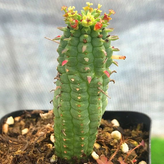 Real Live Succulent Cactus Plant : 'LVYEQILIN' – Succulent Zone