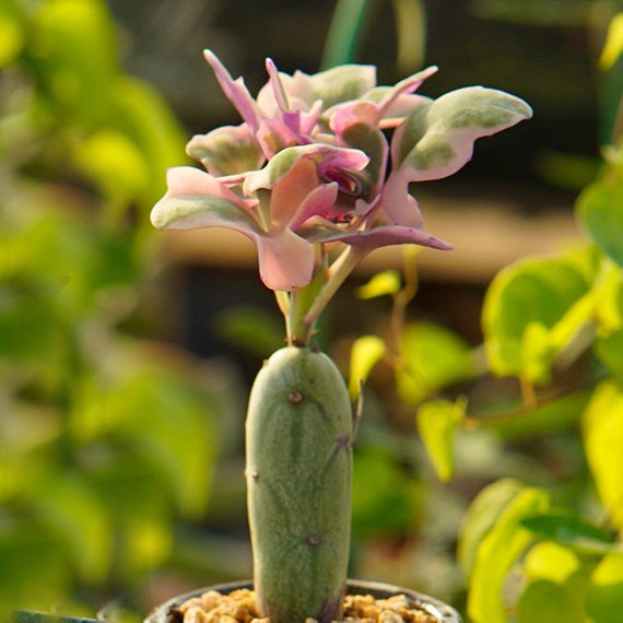 Real Live Succulent Cactus Plant : Senecio articulatus 'Candlelight ...