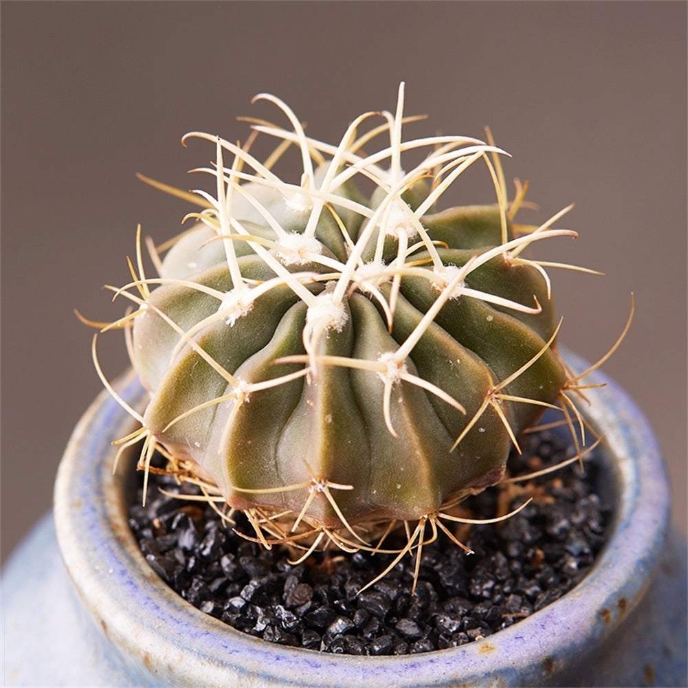 Real Live Succulent Cactus Plant : 'LINGBO' – Succulent Zone